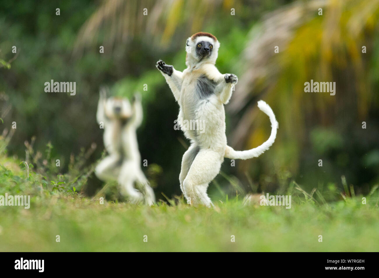 Propithecus verreauxoides hi-res stock photography and images - Alamy
