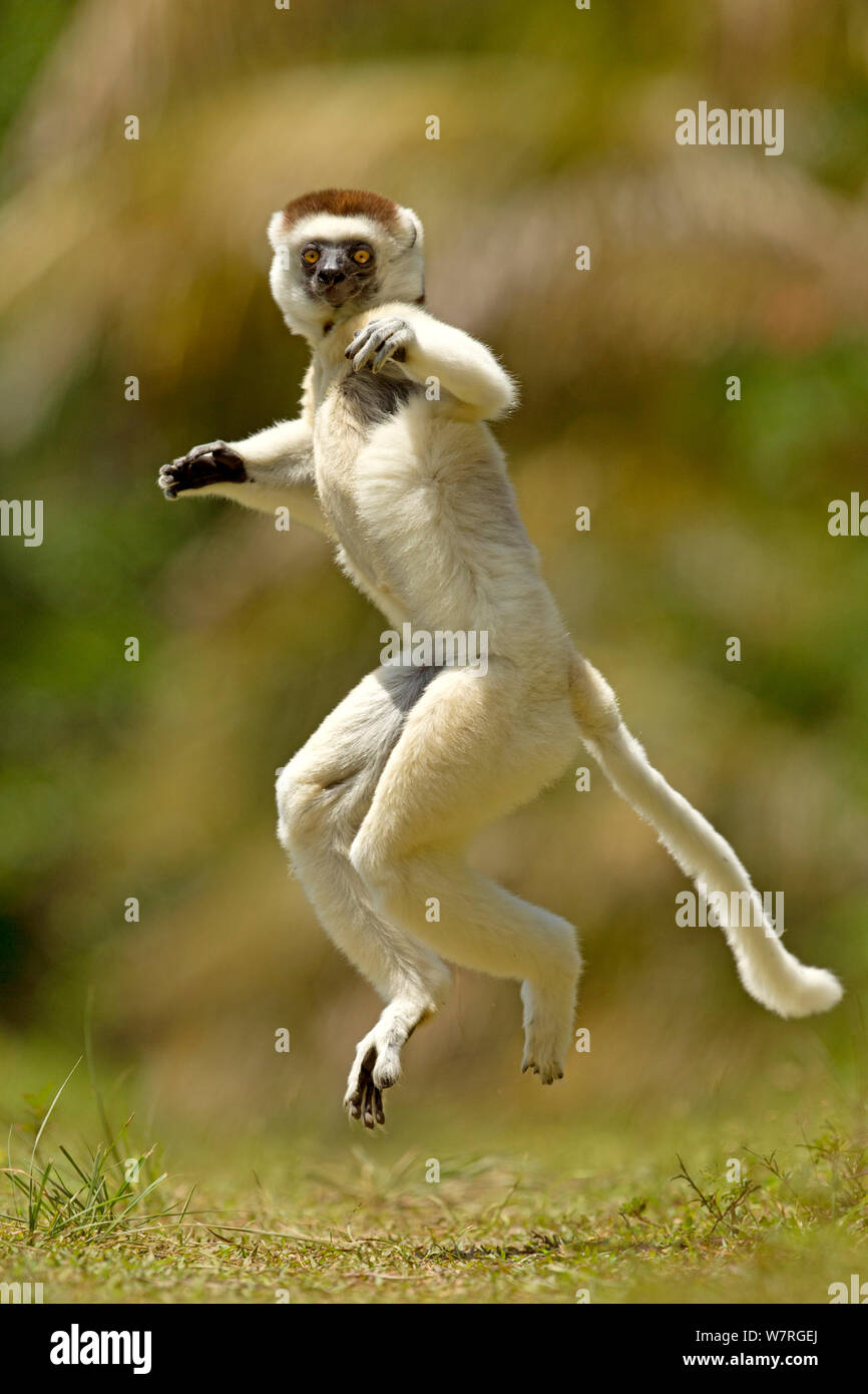 Verreaux Sifaka (Propithecus verreauxi) jumping ('dancing') across ...