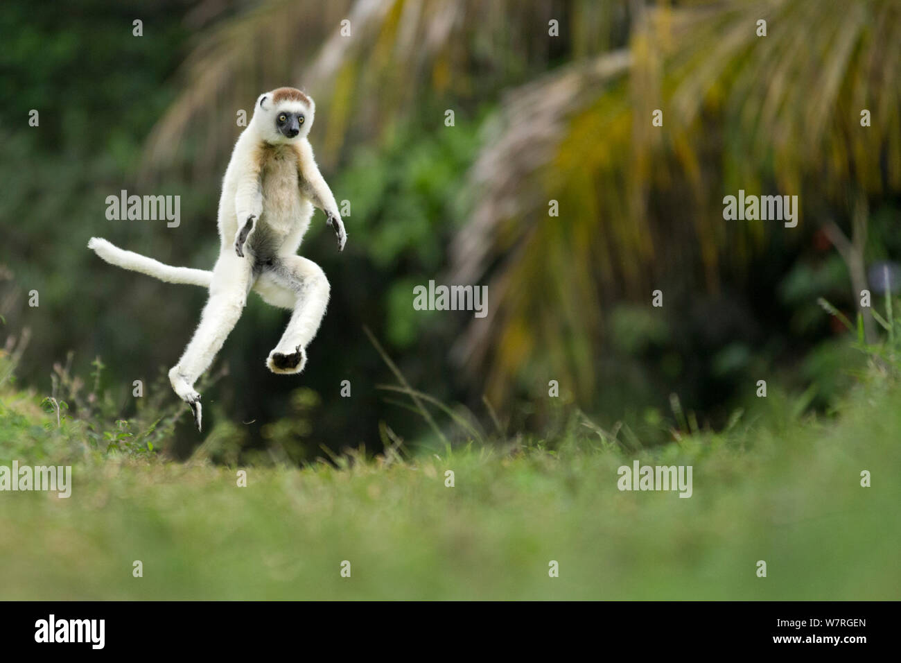Verreaux Sifaka (Propithecus verreauxi) jumping ('dancing') across ...