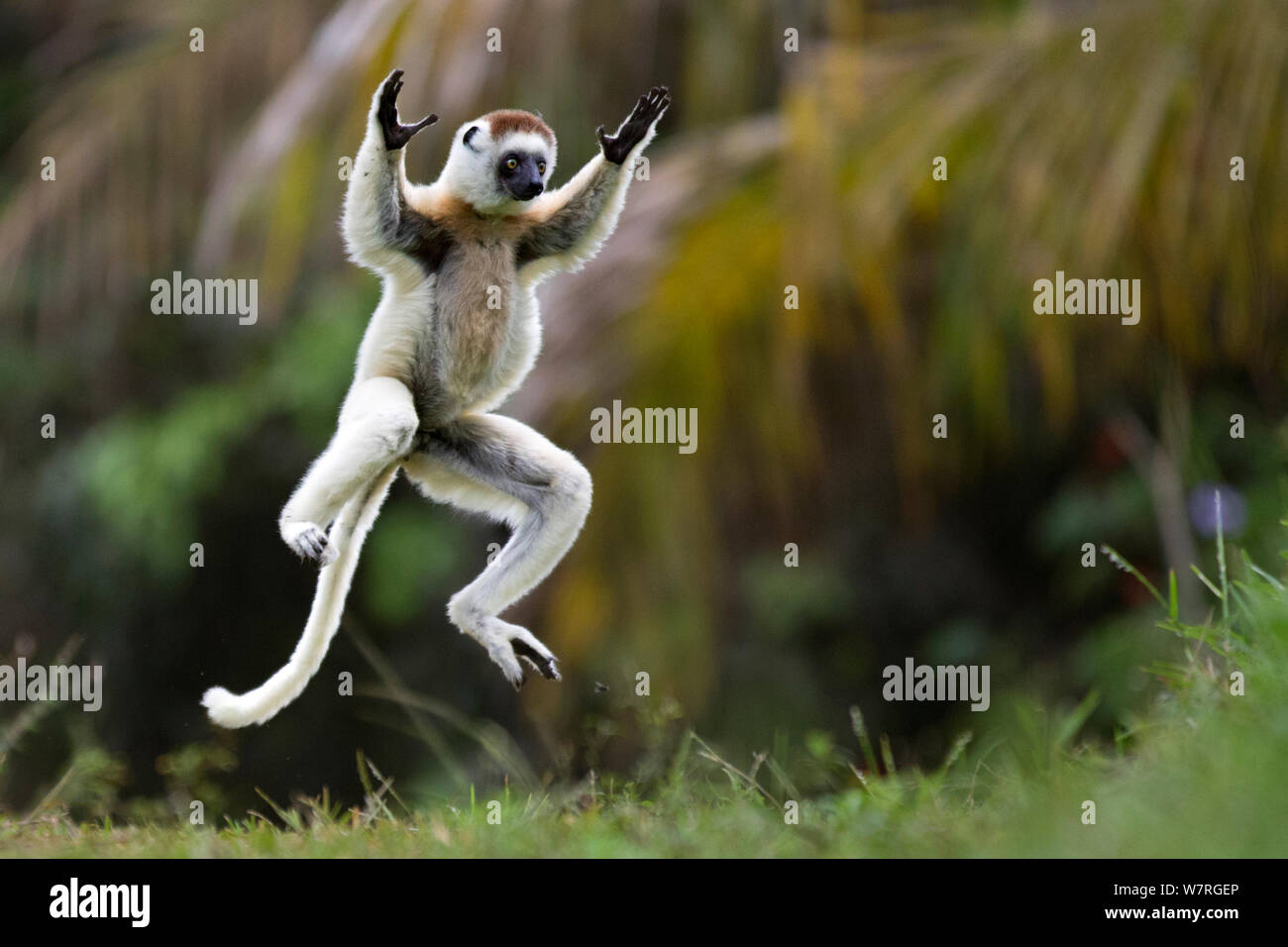 Verreaux Sifaka (Propithecus verreauxi) jumping ('dancing') across ...