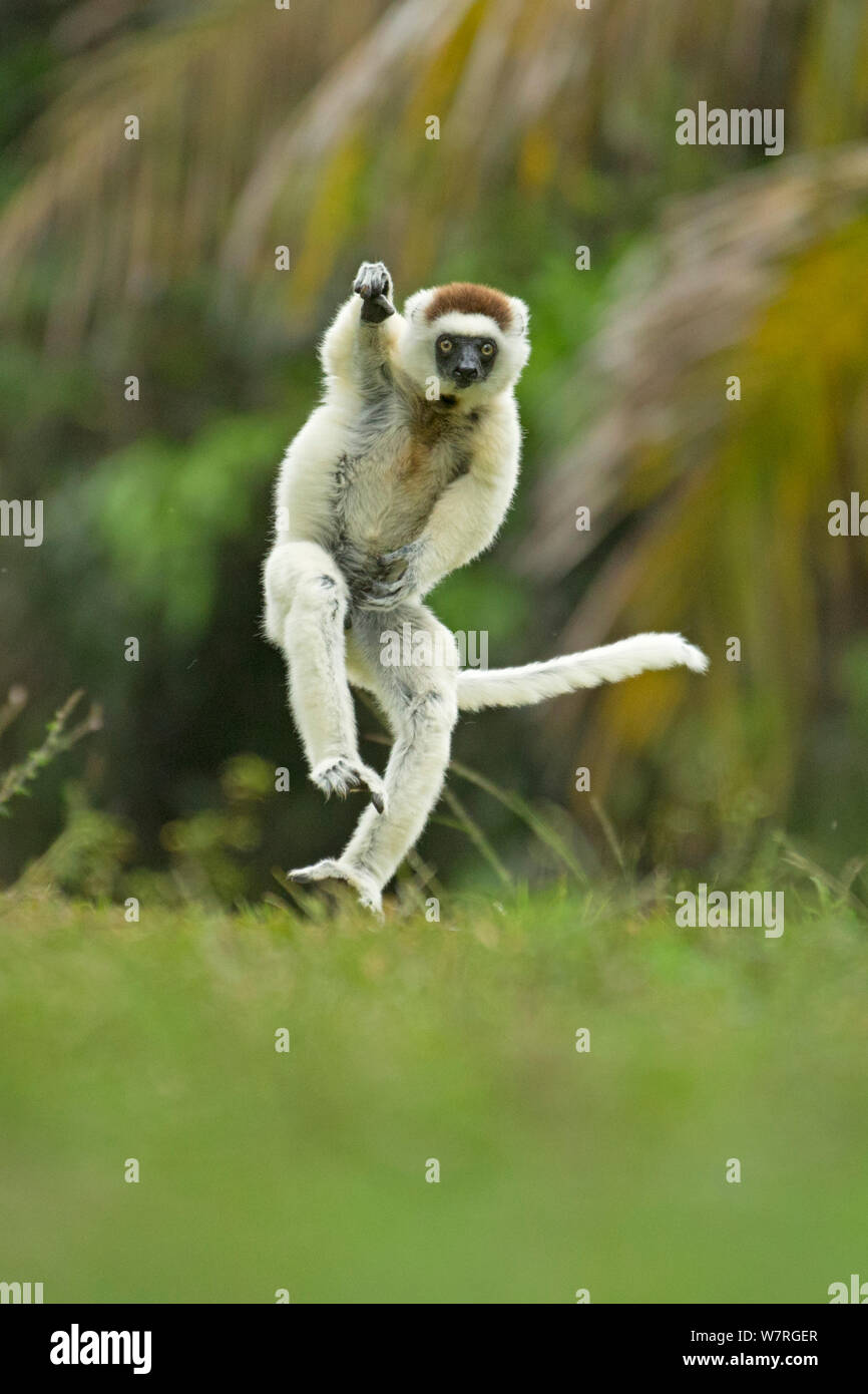 Verreaux Sifaka (Propithecus verreauxi) jumping ('dancing') across ...
