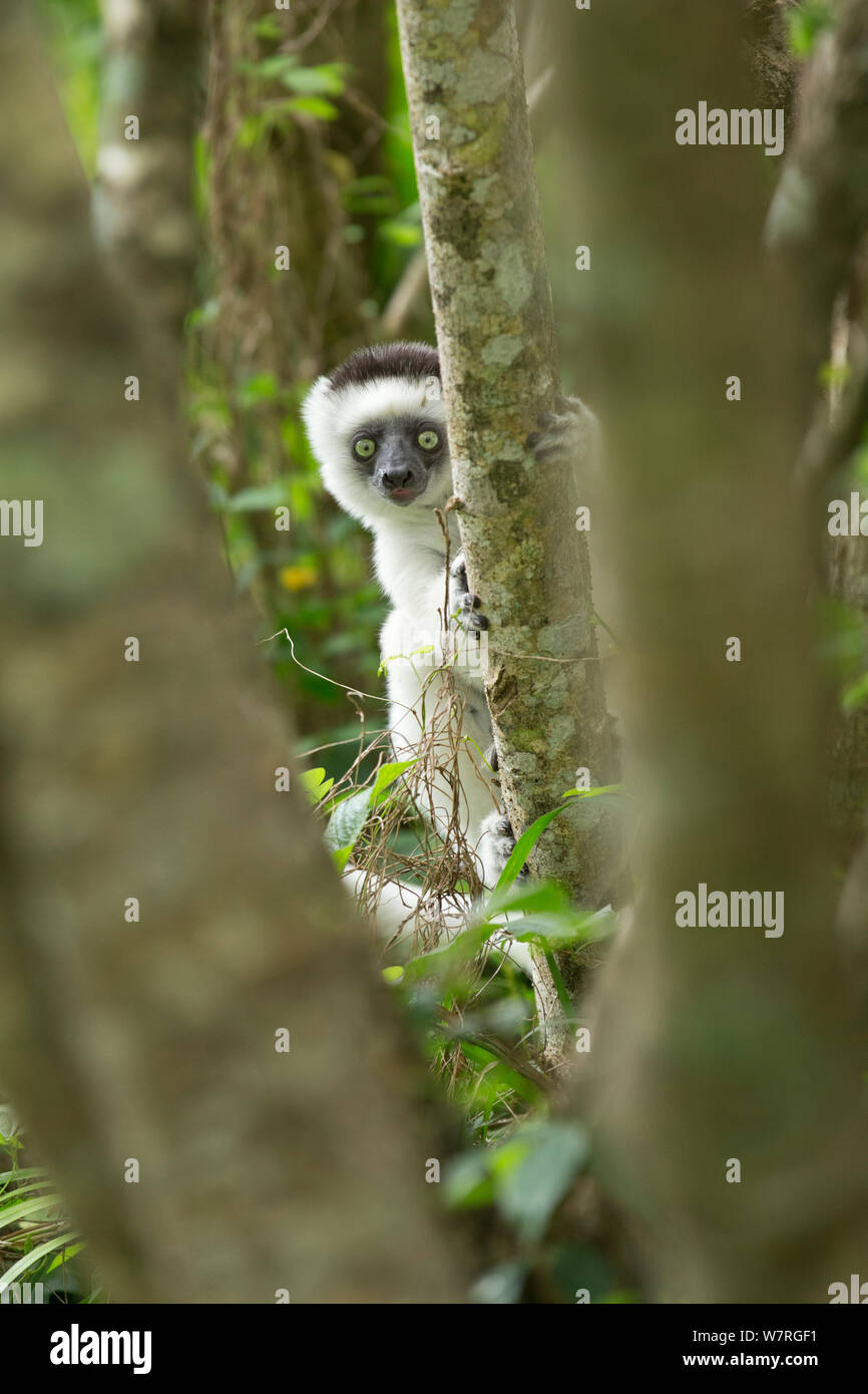 Propithecus verreauxoides hi-res stock photography and images - Alamy