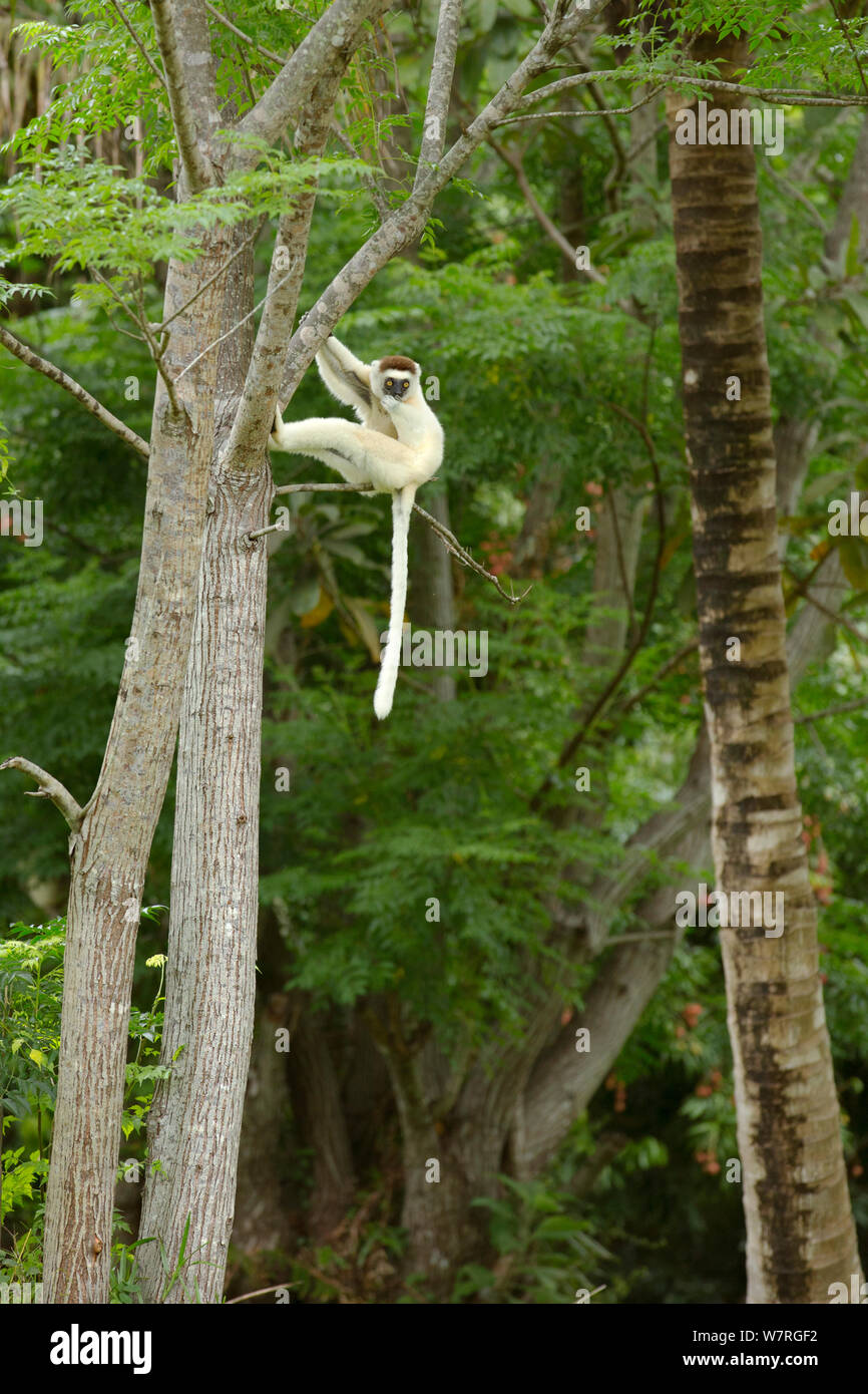 Propithecus verreauxoides hi-res stock photography and images - Alamy