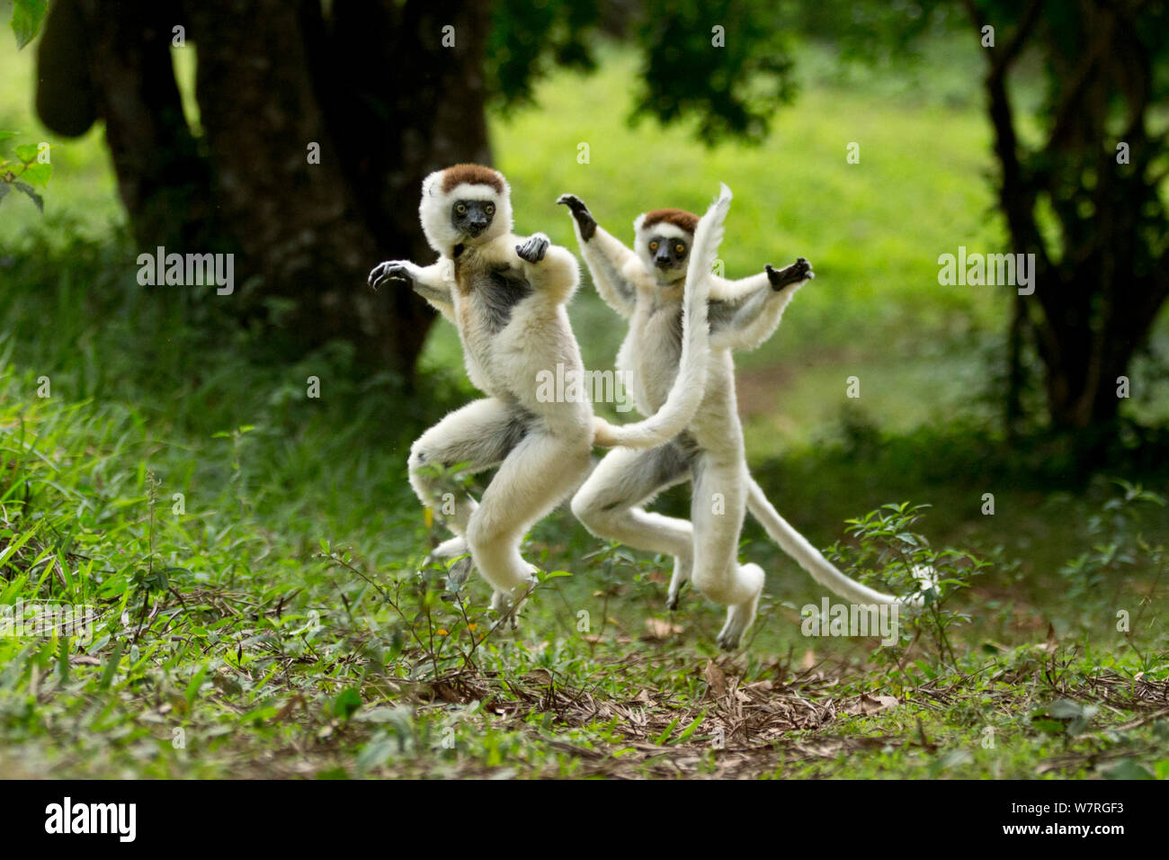 Verreaux Sifakas (Propithecus verreauxi) jumping ('dancing') across ...
