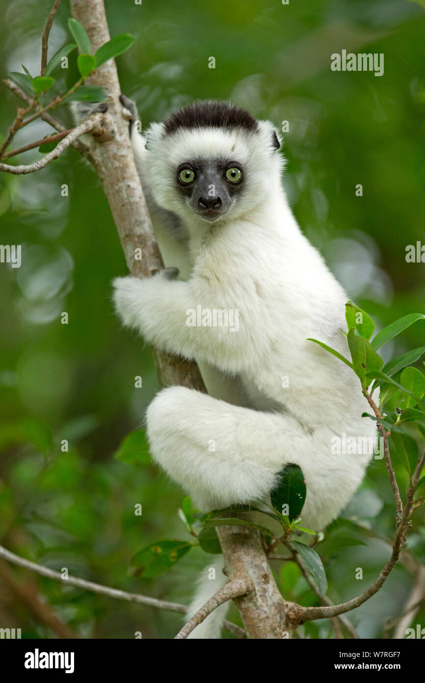 Propithecus verreauxoides hi-res stock photography and images - Alamy