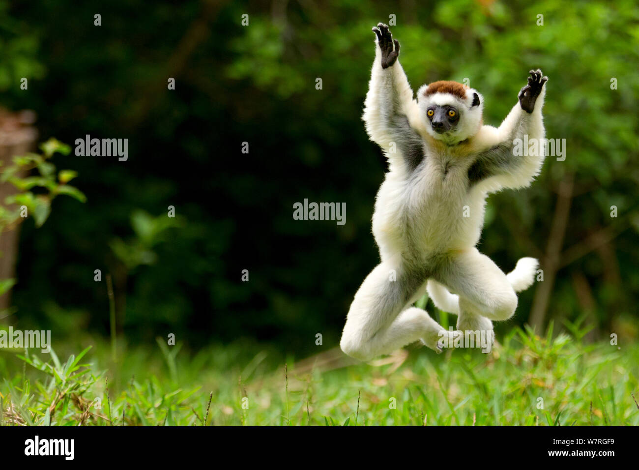 Propithecus verreauxoides hi-res stock photography and images - Alamy
