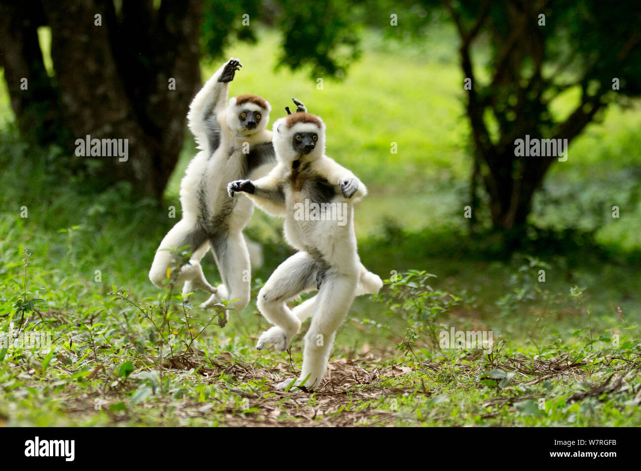 Verreaux Sifakas (Propithecus verreauxi) jumping ('dancing') across ...