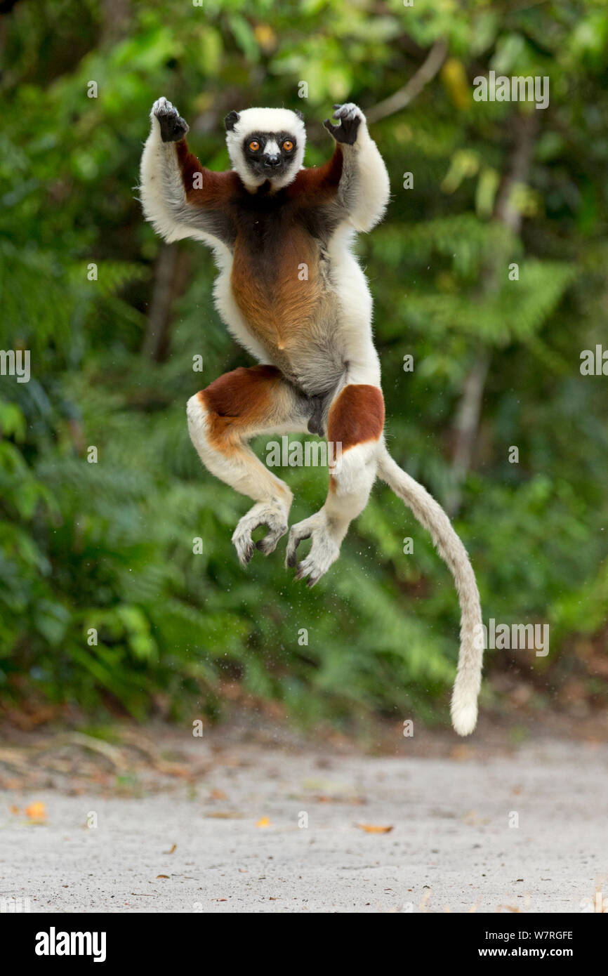 Coquerel's Sifaka (Propithecus coquereli) jumping, Palmarium Reserve ...