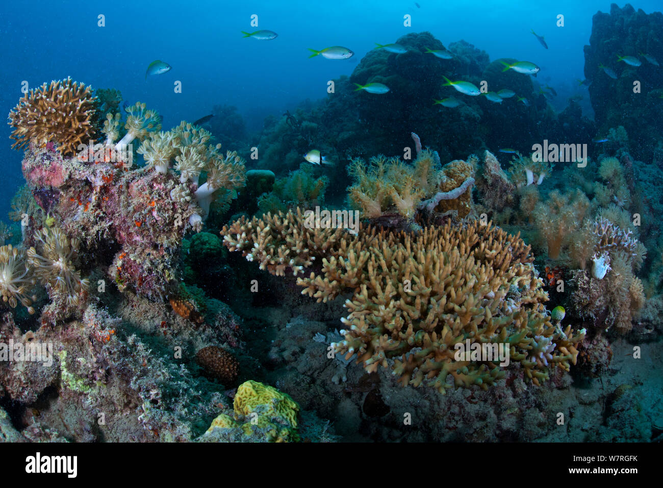 Coral Reef scenic, Bilang Bilangang East Island, Danajon Bank, Central ...
