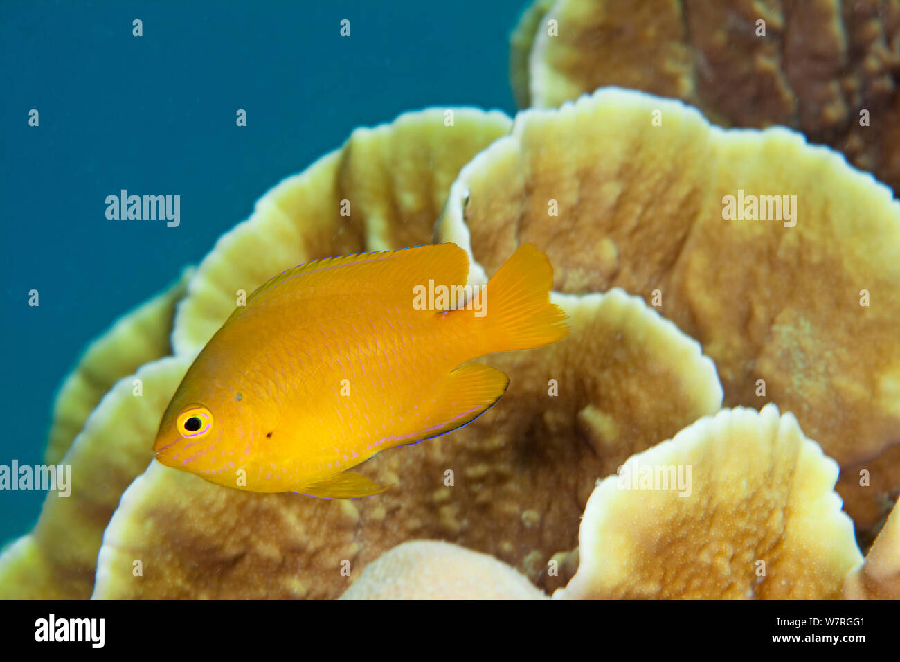 Lemon Damselfish (Pomacentrus moluccensis), Pandanon Island, Danajon ...