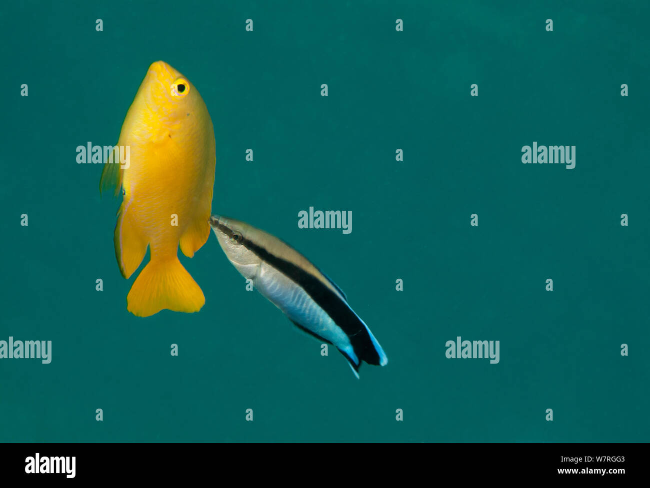 Bluestreak Cleaner Wrasse (Labroides dimidiatus) cleaning Lemon Damsel ...