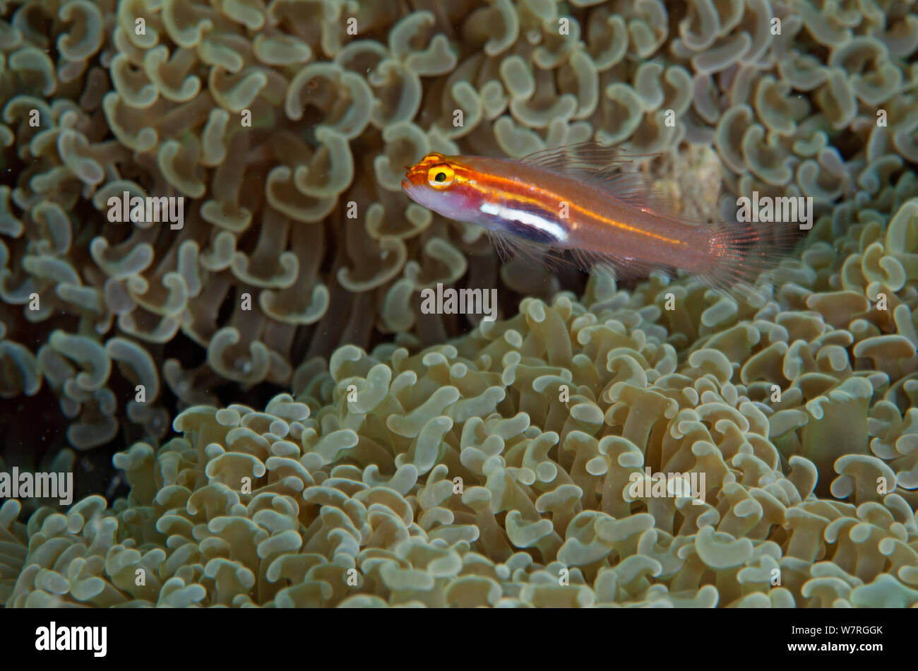 Neon Dwarfgoby (Eviota pellucida), Inanuran Island, Danajon Bank ...
