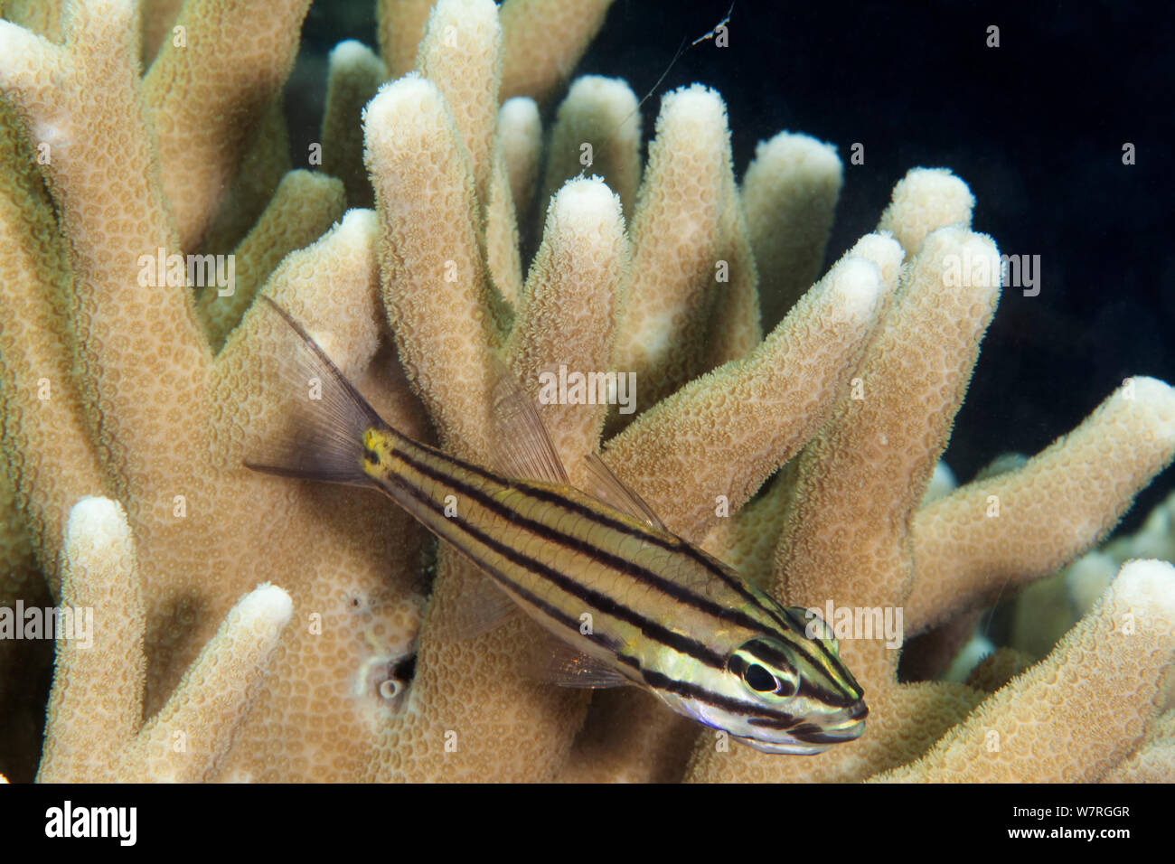 Fivelined Cardinalfish (Cheilodipterus quinquelineatus) among coral ...