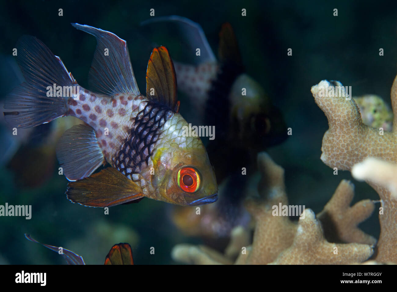 Pajama Cardinalfish (Sphaeramia nematoptera), Inanuran Island, Danajon ...