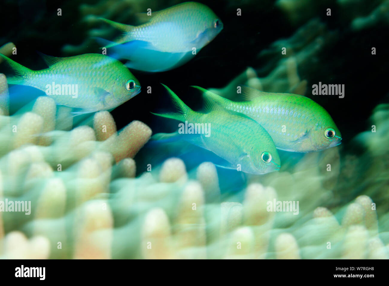 Black-axil Chromis (Chromis atripectoralis) blurred motion photograph ...