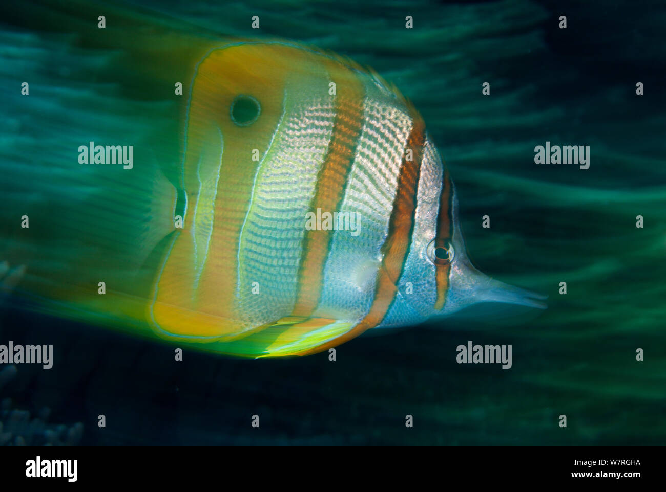 Long beaked coralfish hi-res stock photography and images - Alamy