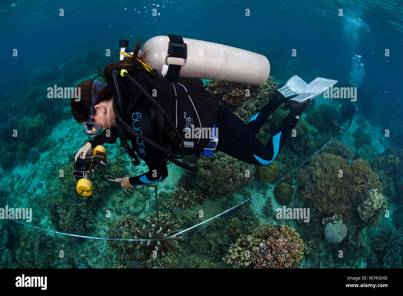 Diver coral philippines hi-res stock photography and images - Alamy