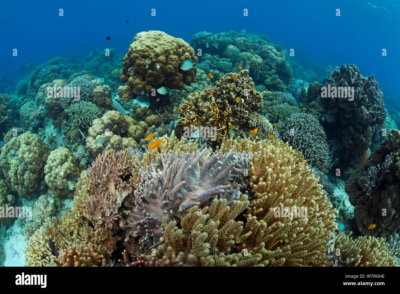 Reef scenic hi-res stock photography and images - Alamy