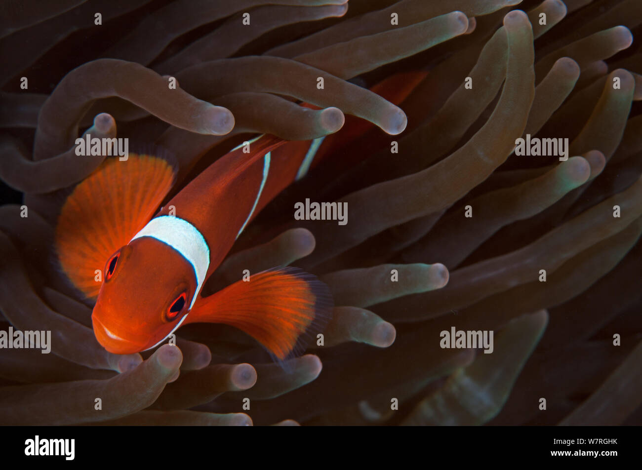 Spinecheek Anemonefish (Premnas biaculeatus) in sea anemone. Canlangi ...