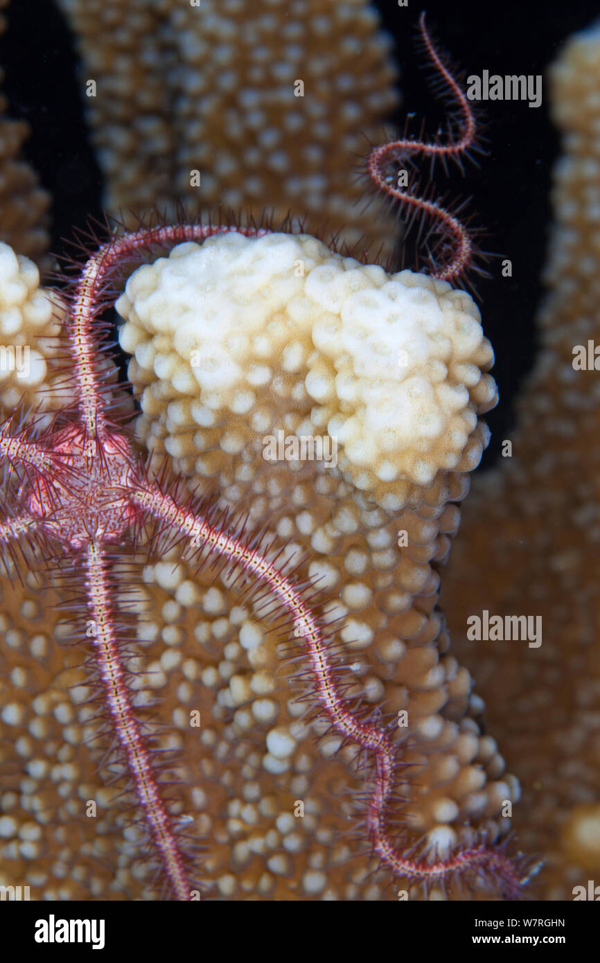Ophiothrix hi-res stock photography and images - Alamy