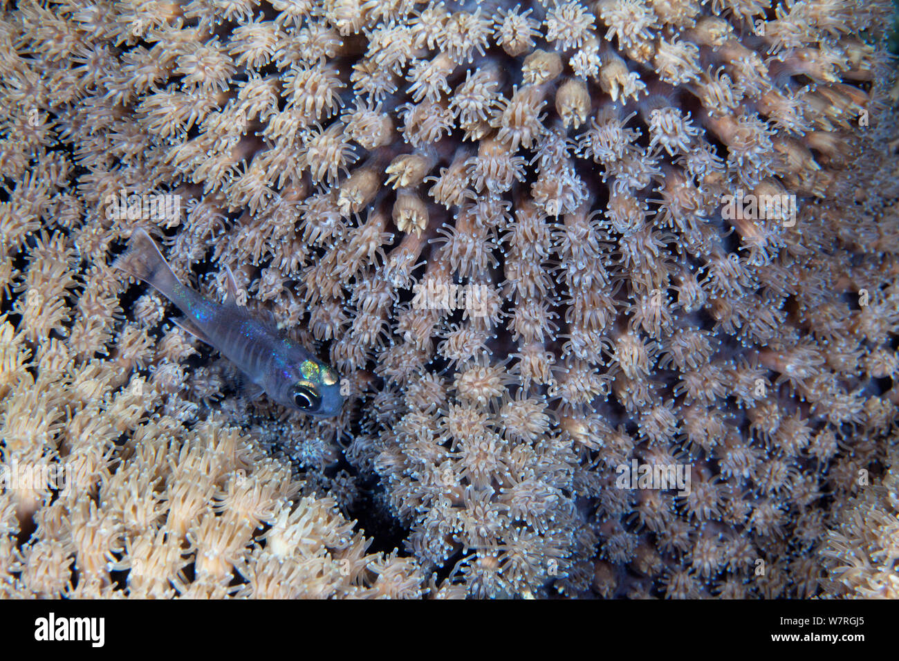 Nectamia similis hi-res stock photography and images - Alamy