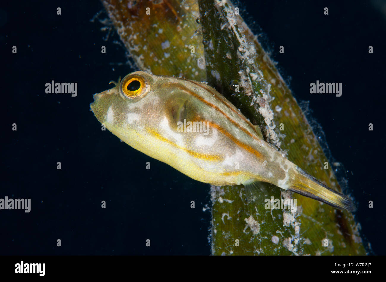 Striped Pufferfish (Arothron manilensis), Batasan Island, Danajon Bank ...