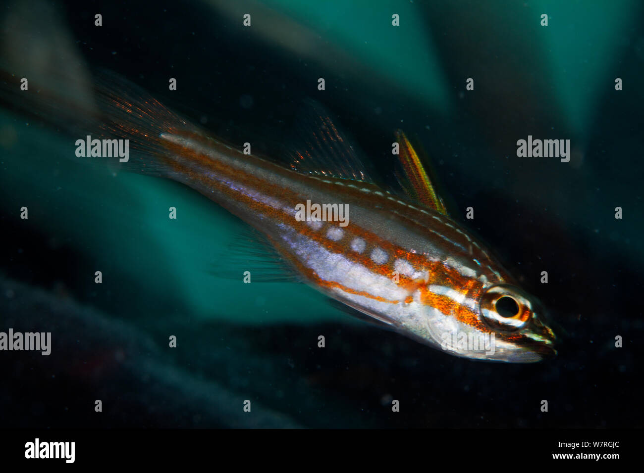 Apogon margaritophorus hi-res stock photography and images - Alamy