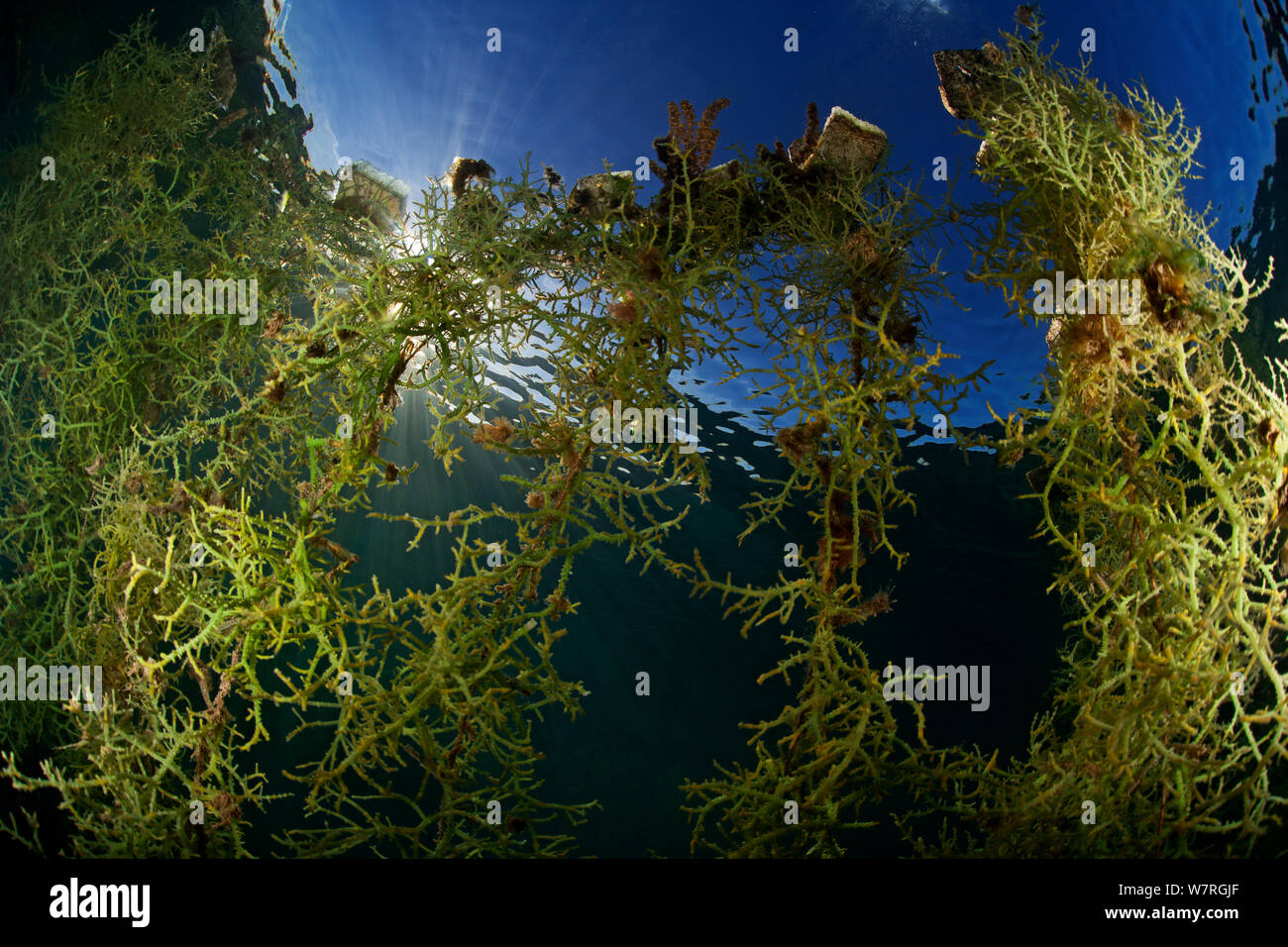 Seaweed farming pacific hi-res stock photography and images - Alamy