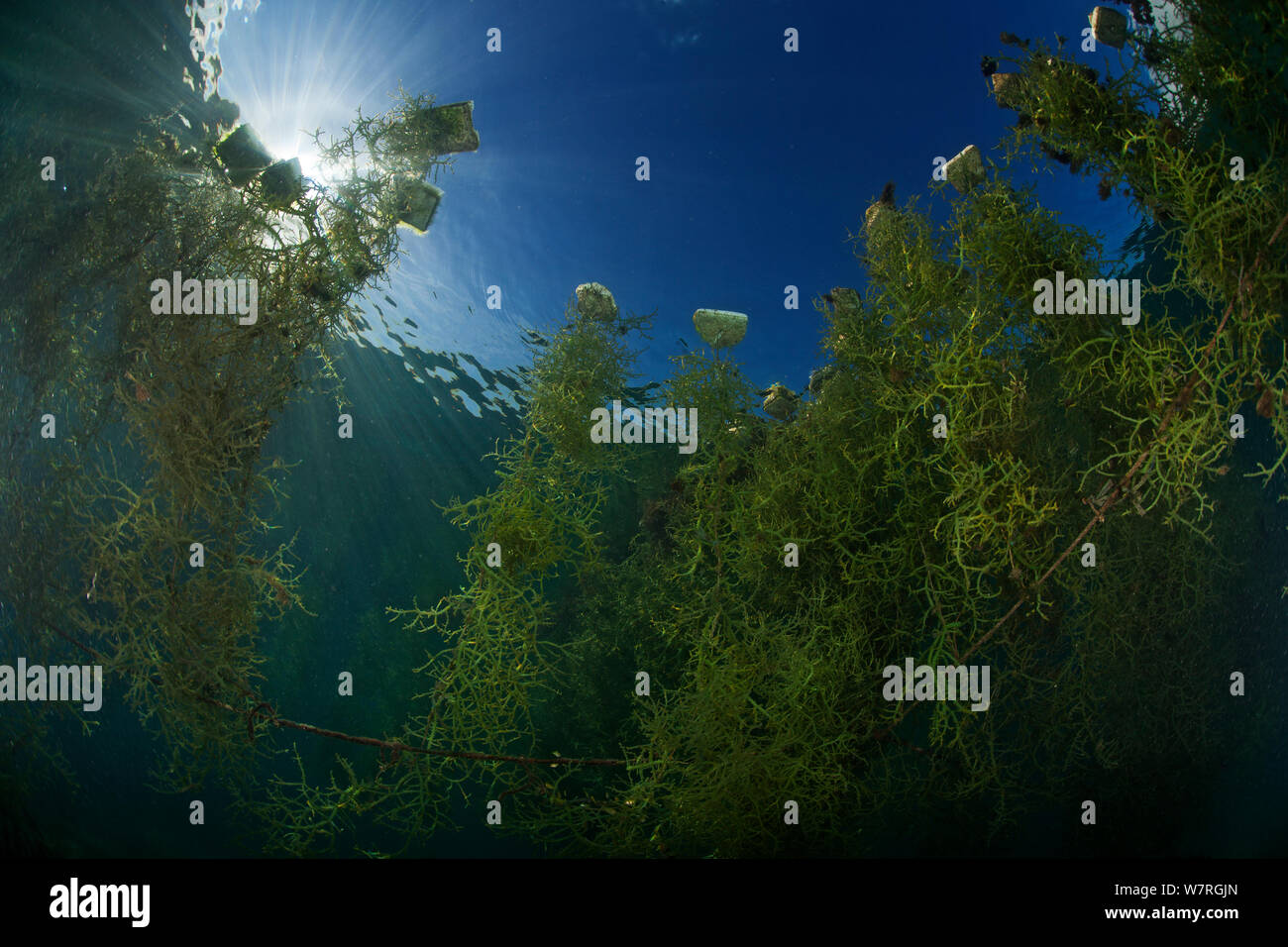 Seaweed farming pacific hi-res stock photography and images - Alamy