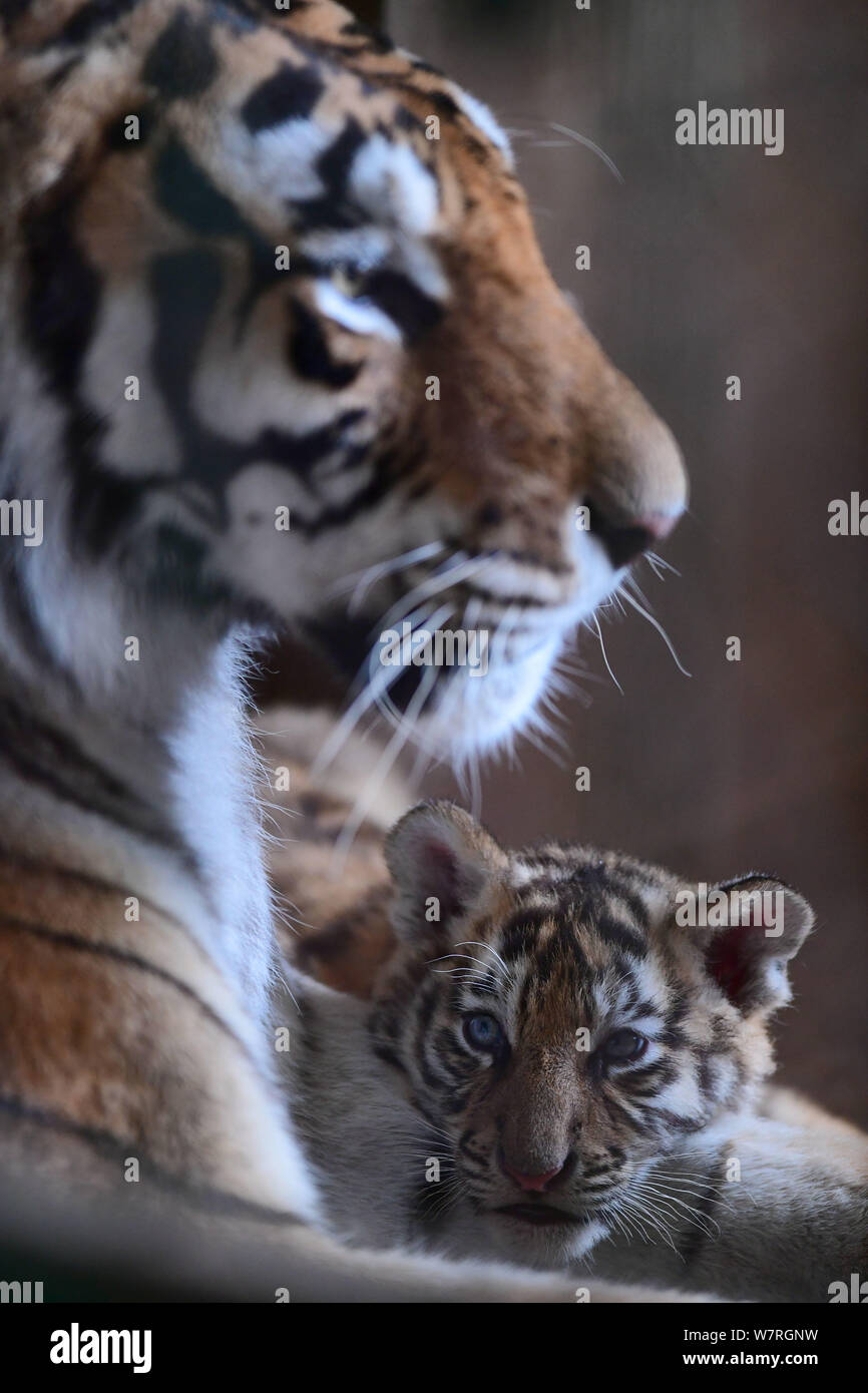 Tiger mother chinese hi-res stock photography and images - Alamy