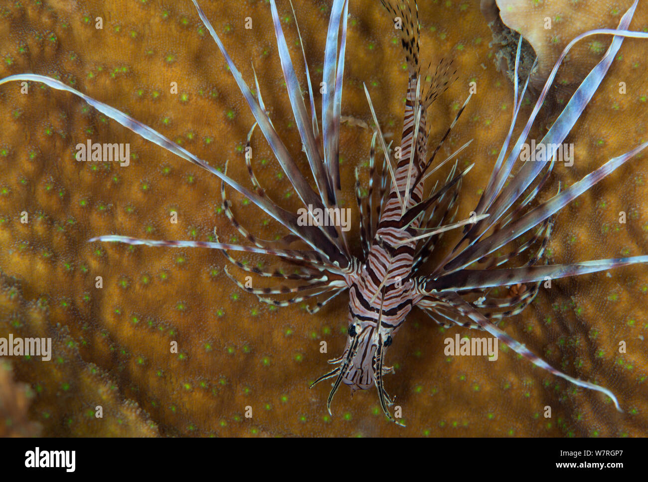 Common Lionfish (Pterois volitans), Batasan Island, Danajon Bank ...
