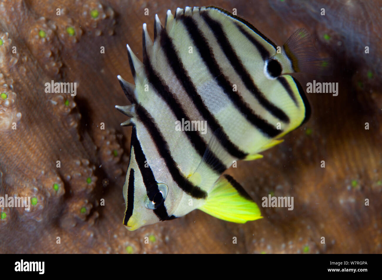 Eight striped butterflyfish hi-res stock photography and images - Alamy