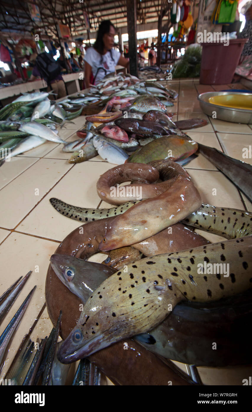 The visayas fish hi-res stock photography and images - Alamy