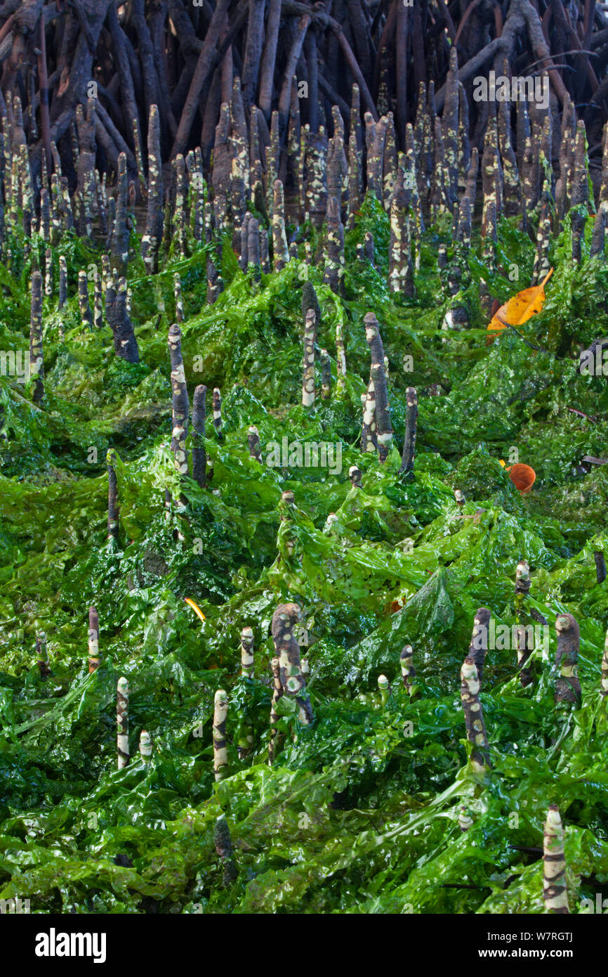 Mangrove roots covered with algae bloom, Batasan Island, Danajon Bank ...