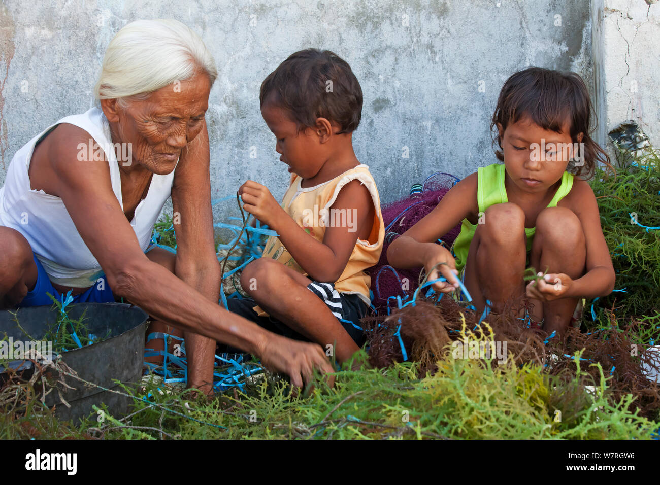 Eldery lady and children tying seaweed from seaweed far, Hambungan ...