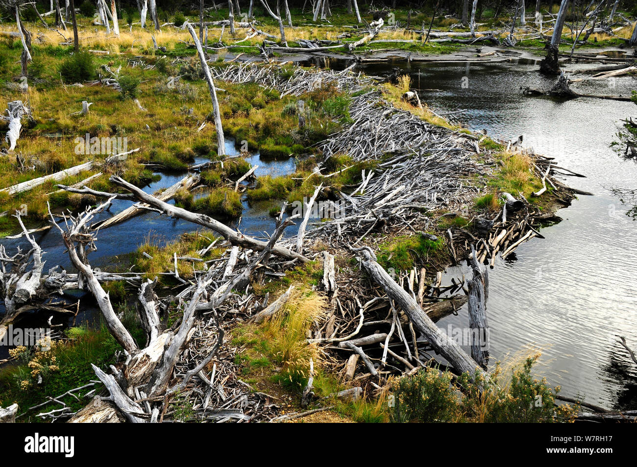 American Beaver (Castor canadensis) dam, an invasive species ...