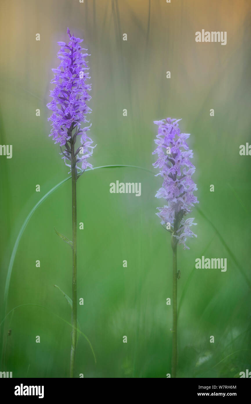 Orchids of europe hi-res stock photography and images - Alamy