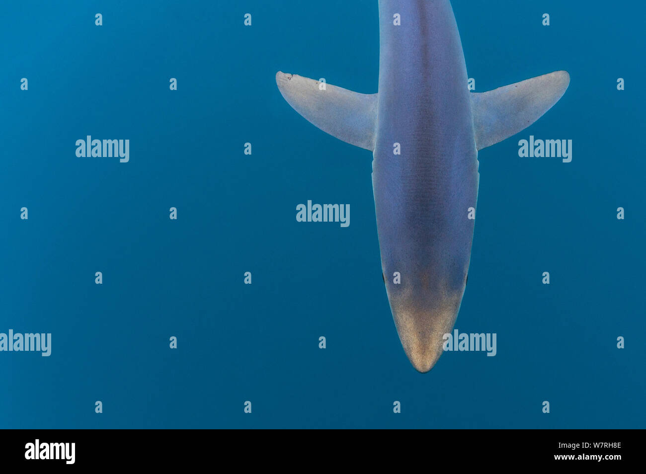 Blue shark (Prionace glauca) cruises beneath the surface of the English ...