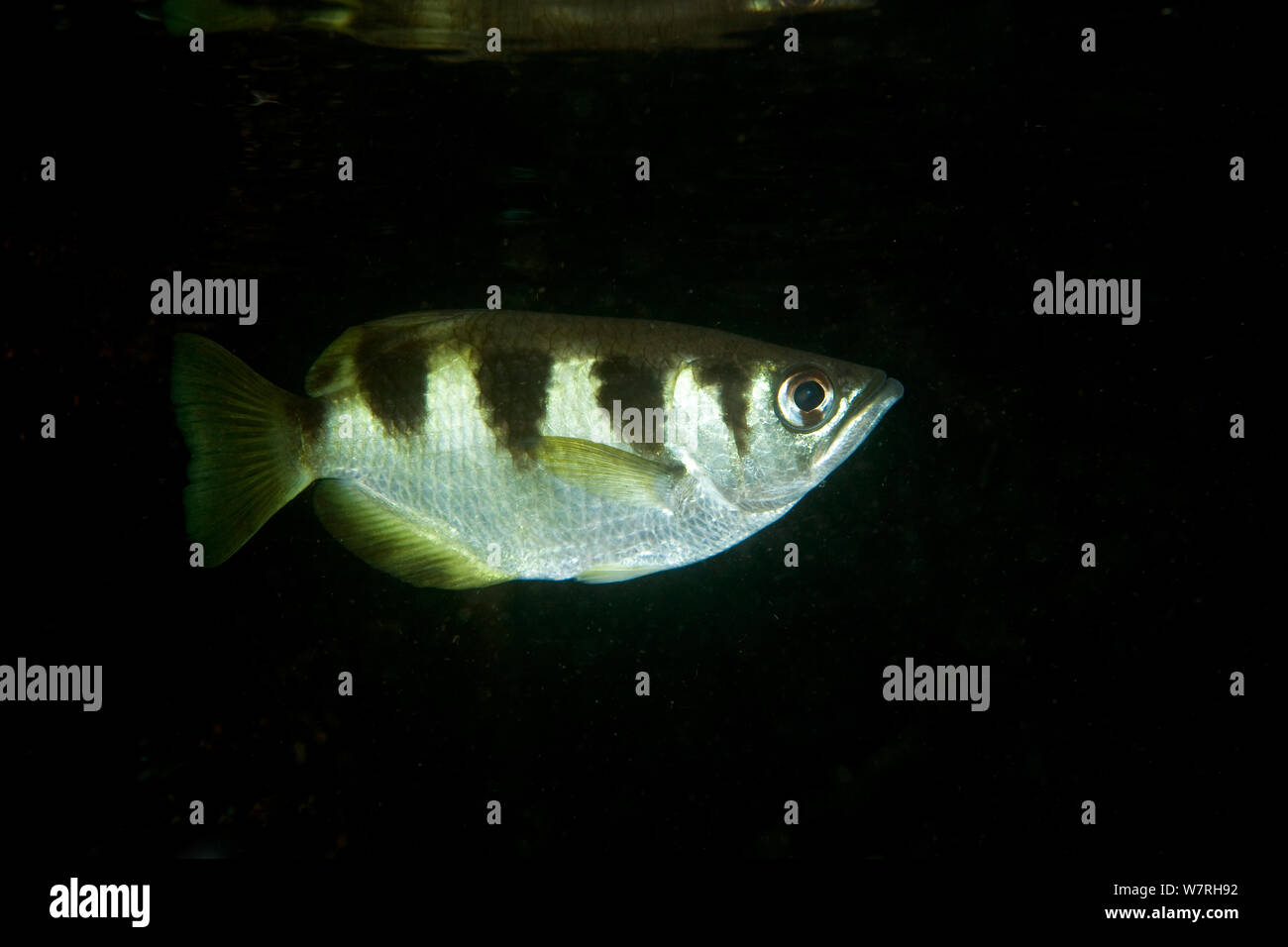 Archerfish toxotes hi-res stock photography and images - Alamy