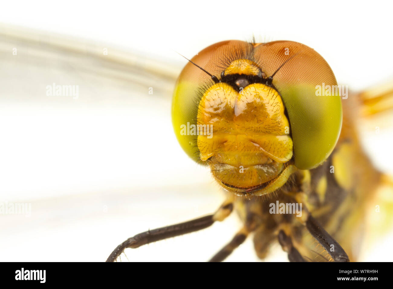 Head with compound eyes hi-res stock photography and images - Alamy