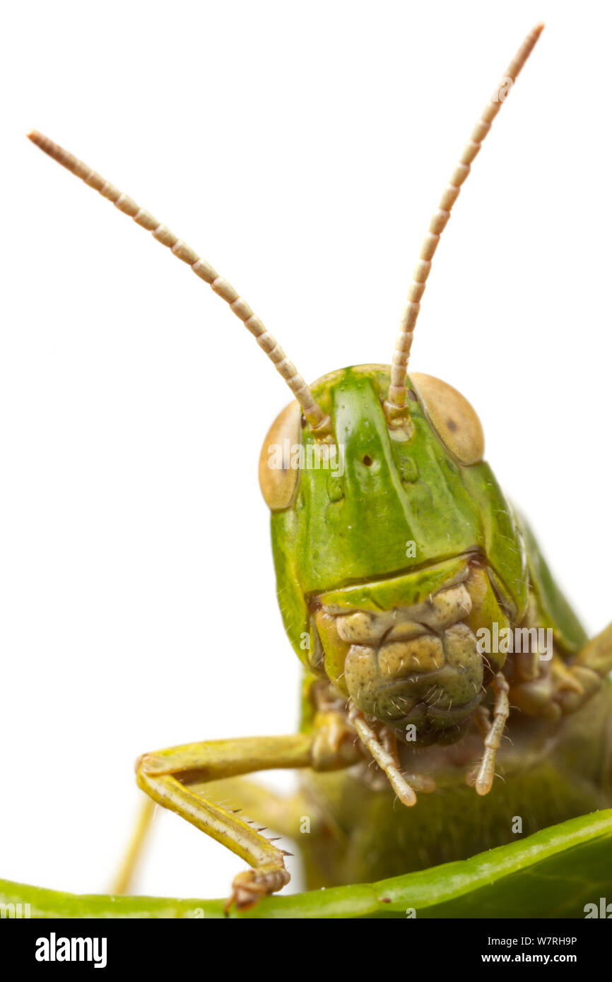 Grasshoppers camera up close hi-res stock photography and images - Alamy