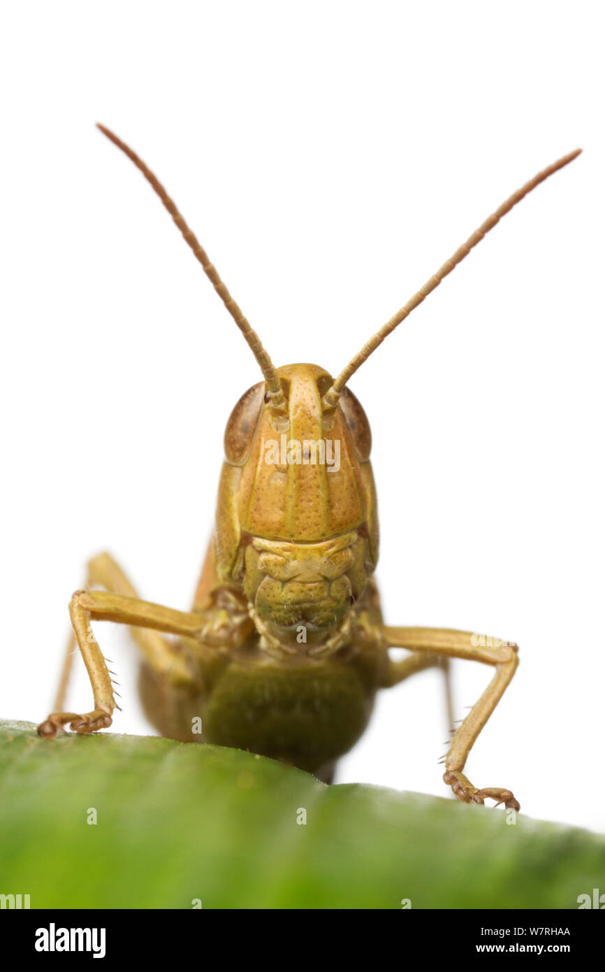 Grasshoppers camera up close hi-res stock photography and images - Alamy