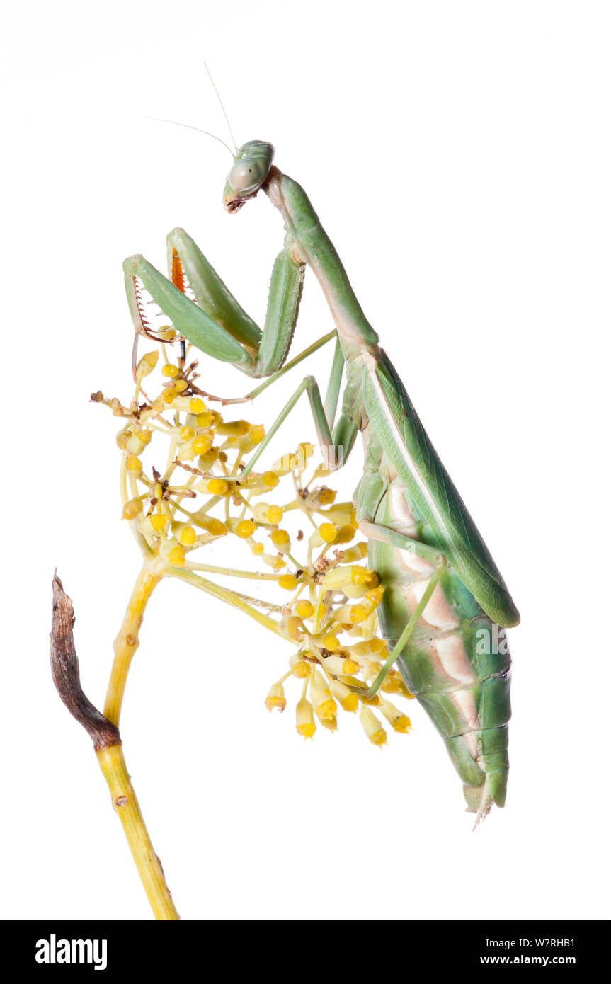 Mantids insects Cut Out Stock Images & Pictures - Alamy