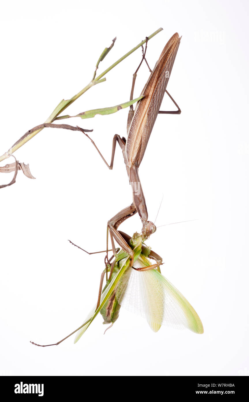 Praying Mantis (Mantis religiosa) female eating another female, Orvieto ...