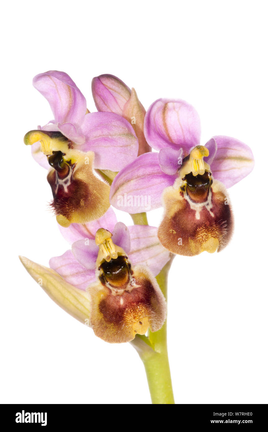 Neglecta plants Cut Out Stock Images & Pictures - Alamy