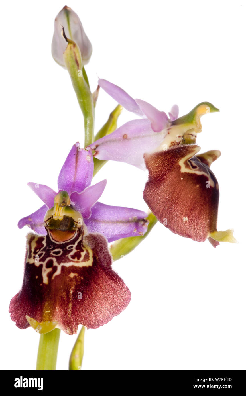 Ophrys genus hi-res stock photography and images - Alamy