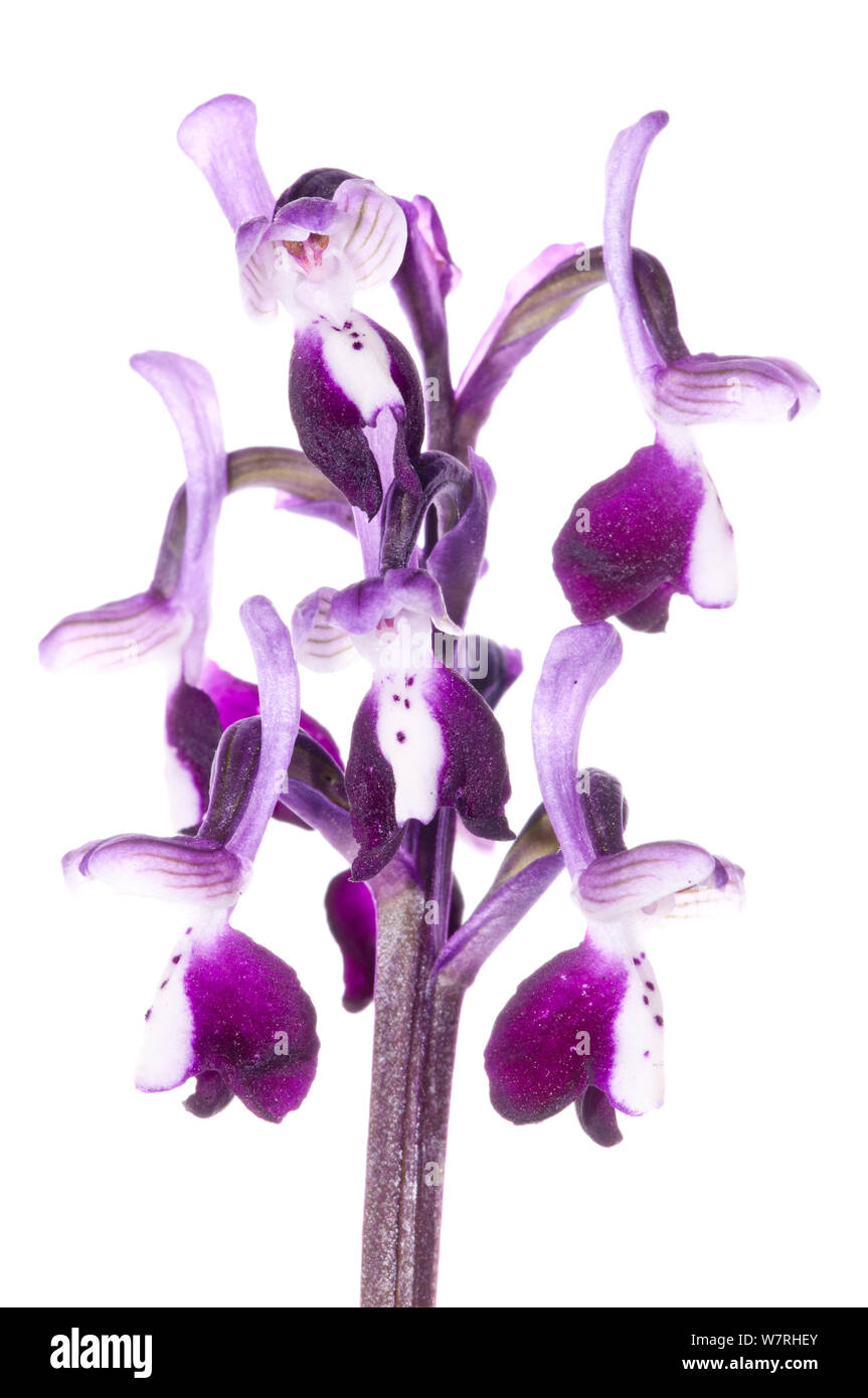 Long spurred flowers hi-res stock photography and images - Alamy