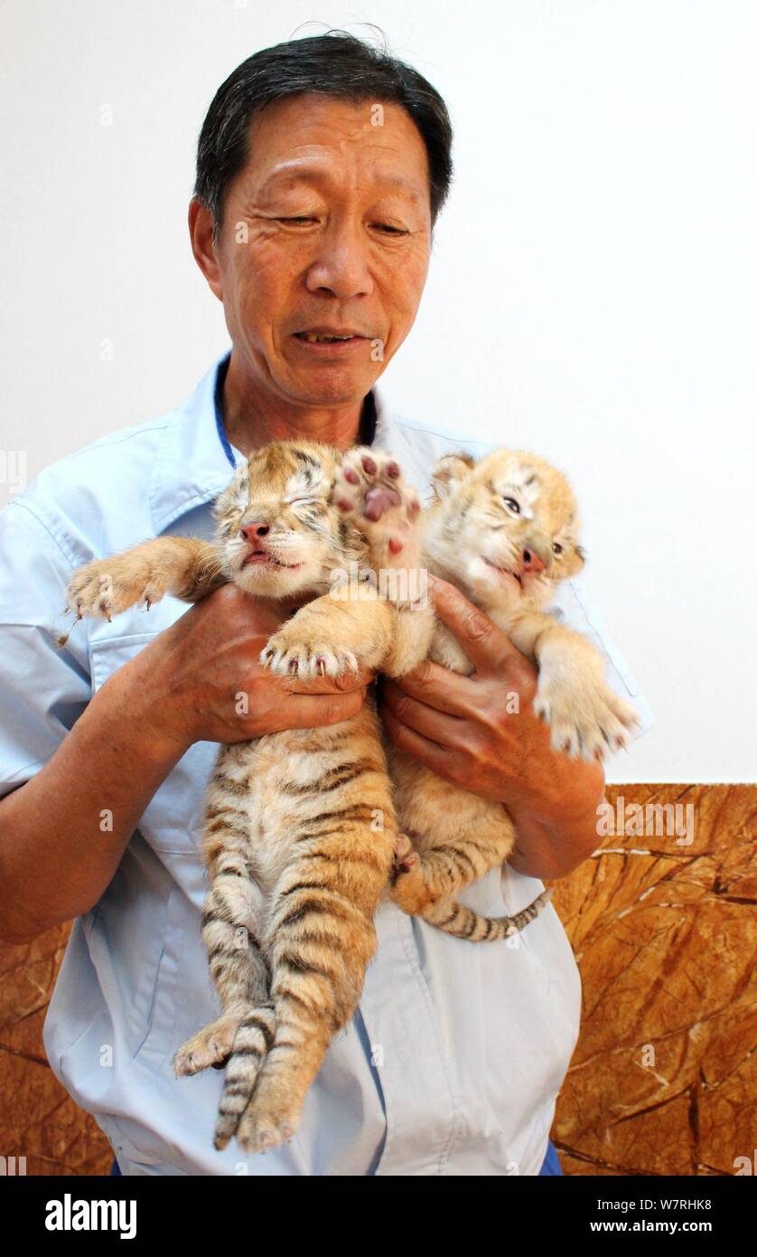 A breeder holds up tiger cubs born by the 5-year-old Bengal tiger at ...