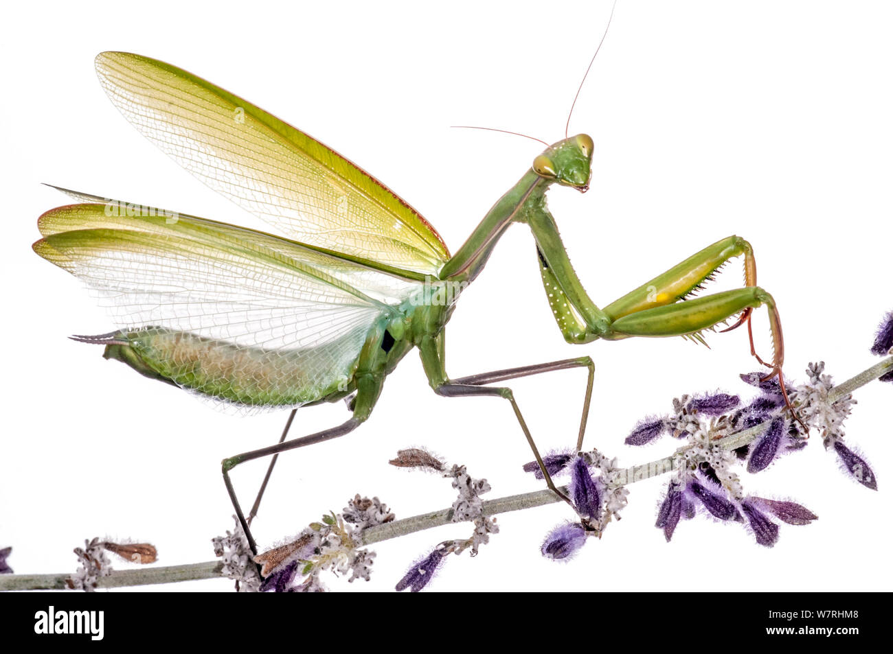 Praying Mantis (Mantis religiosa) defensive display. Orvieto, Italy ...