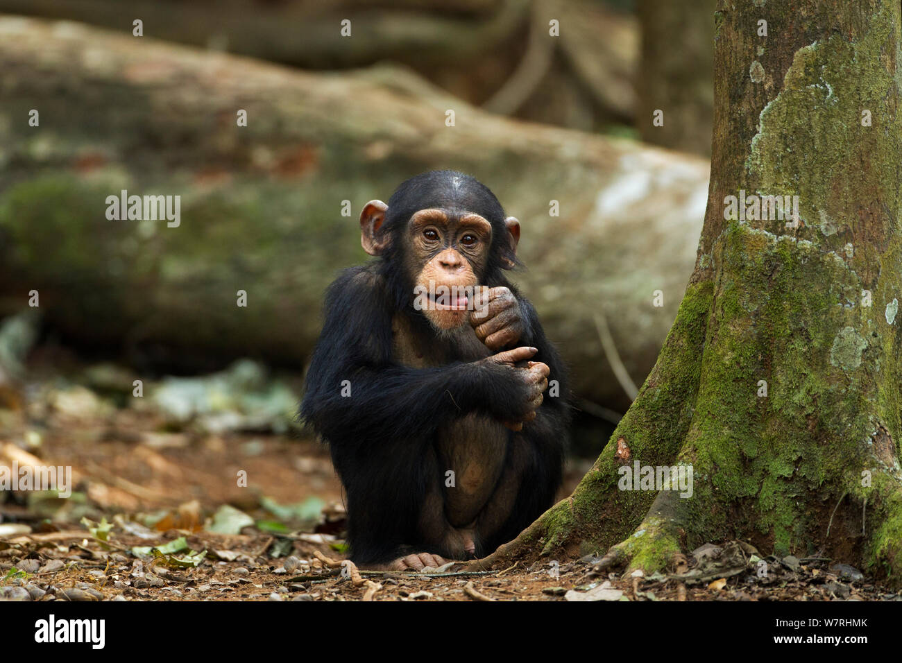 Mount nimba guinea hi-res stock photography and images - Alamy